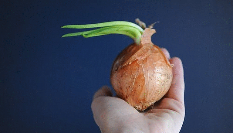 Latvijas vietējie sīpoli – Aizelksne – Dziedinoši zinātniska stila raksti