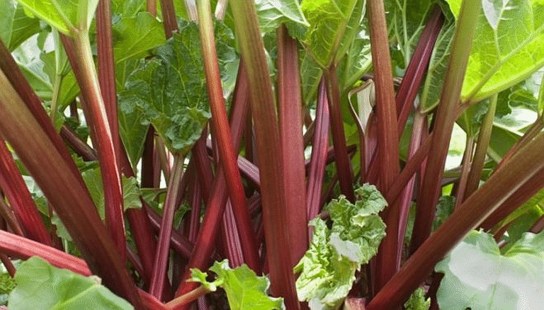 Rabarberi – Aizelksne – Dziedinoši zinātniska stila raksti