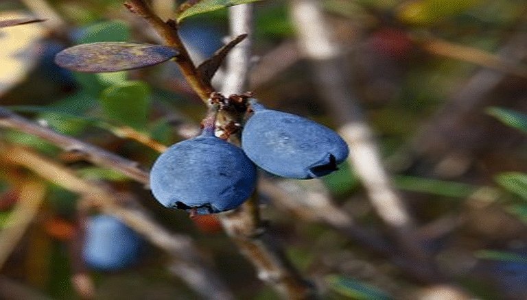 ZILENES – Aizelksne – Dziedinoši zinātniska stila raksti